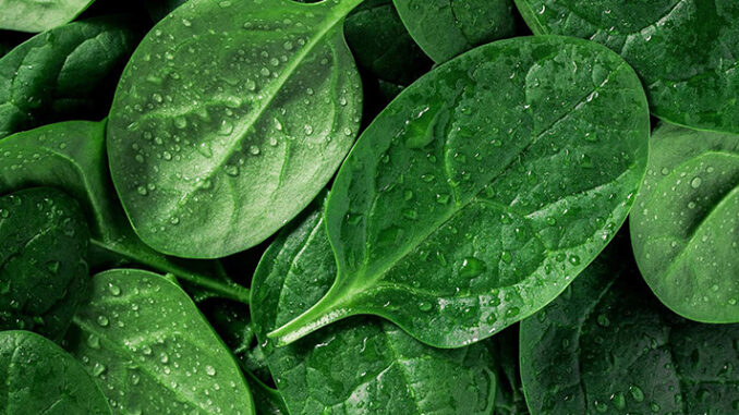 The Reason Popeye Loves Spinach! - Benefits of Spinach!
